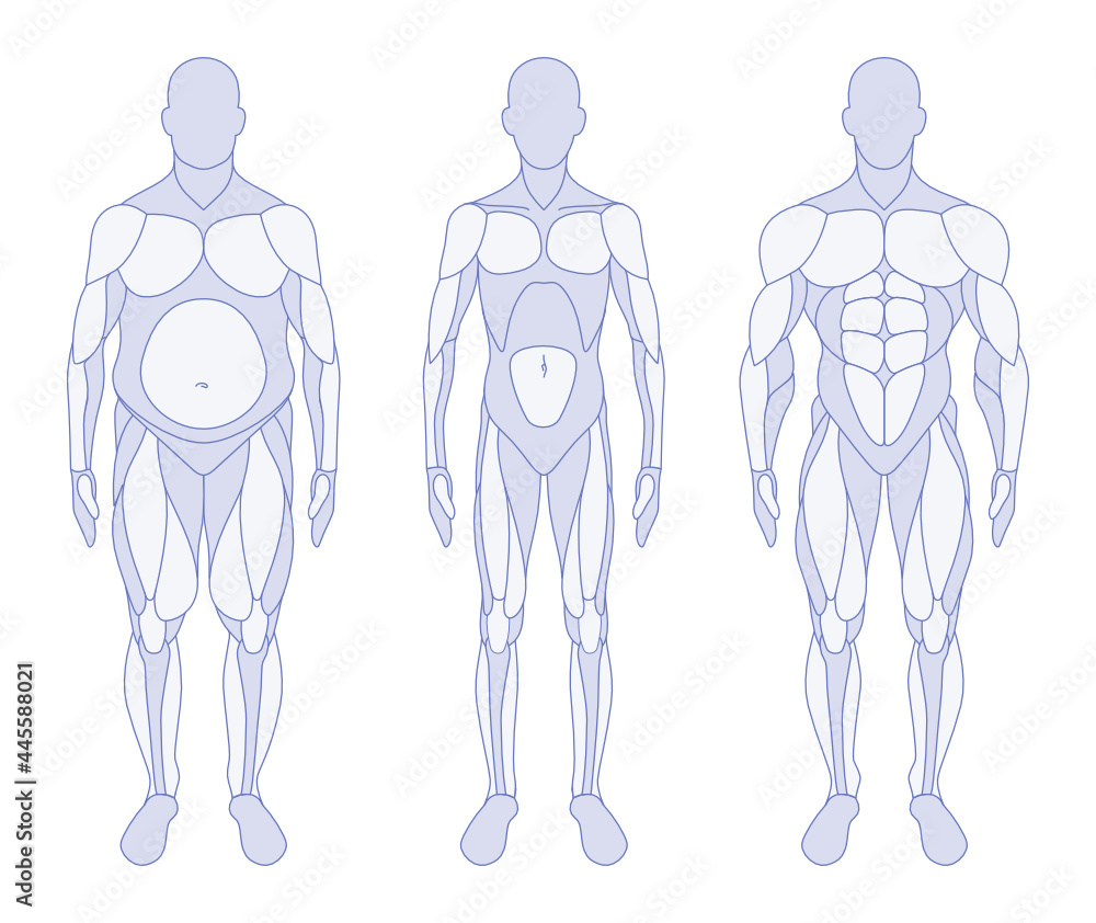 Male body types anatomy front Stock Vector | Adobe Stock