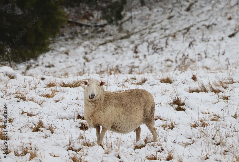 Sheep grazing in the snow on cold winter morning with eucalyptus trees ...