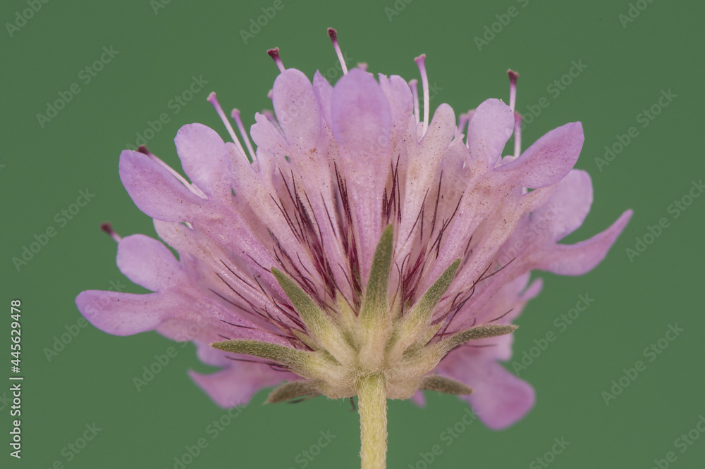 Scabiosa atropurpurea Sweet scabious plant with small flowers of ...