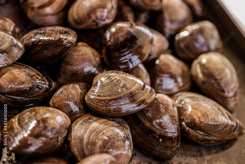 Piled clams, fresh food, seafood, seafood in Kino Viejo bay, clam in ...