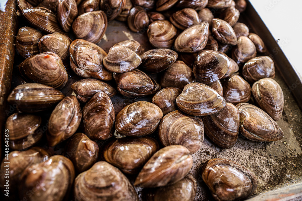 Piled clams, fresh food, seafood, seafood in Kino Viejo bay, clam in ...