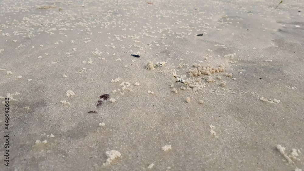 Two male fiddler crabs displaying large claws in the mangrove sand ...