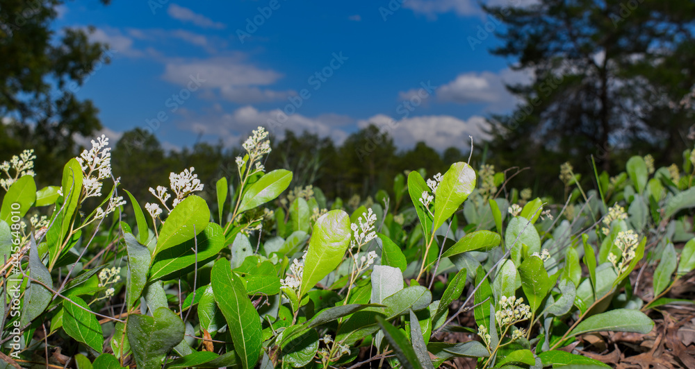 Gopher apple - Geobalanus oblongifolius Also known as Licania michauxii ...