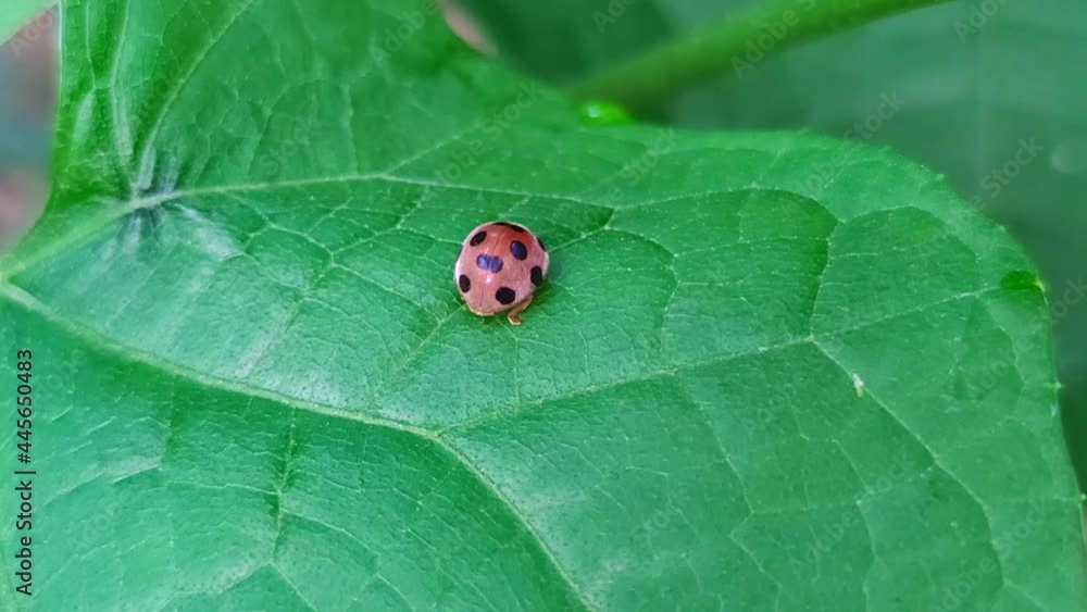 Name of insects, beetles in the family Chrysomelidae The body is stout ...