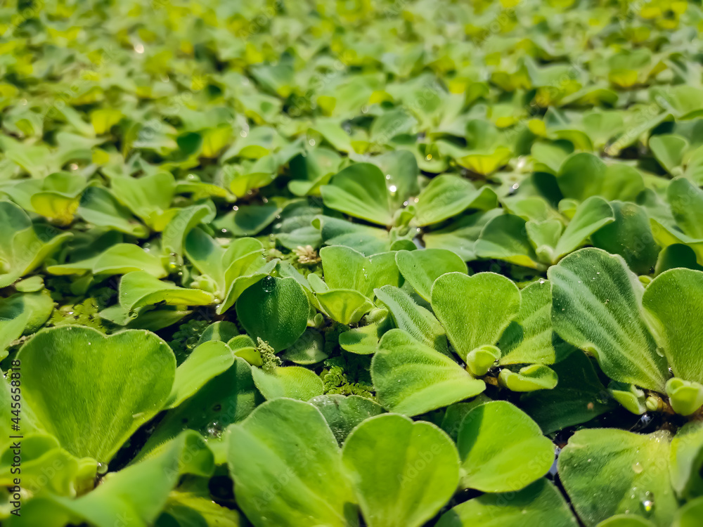 Azolla filiculoides is a species of Azolla, native to warm temperate ...