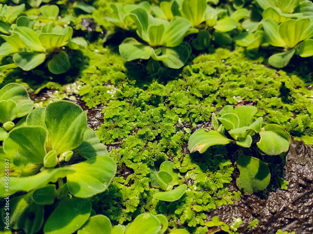 Azolla filiculoides is a species of Azolla, native to warm temperate ...