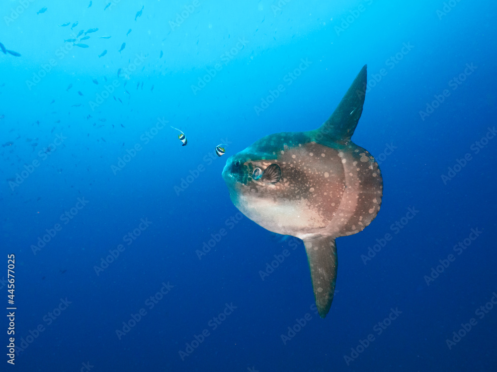 Hoodwinker sunfish in a blue water (Nusa Lembongan, Bali, Indonesia ...