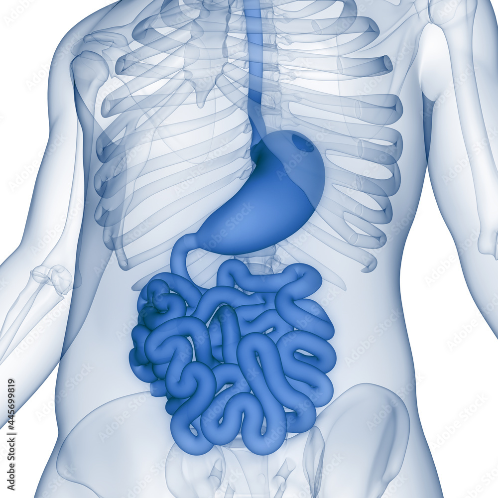 Human Digestive System Stomach with Small Intestine Anatomy Stock ...