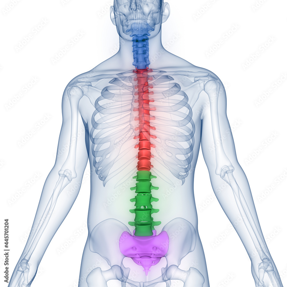 Spinal Cord Vertebral Column of Human Skeleton System Anatomy Stock ...