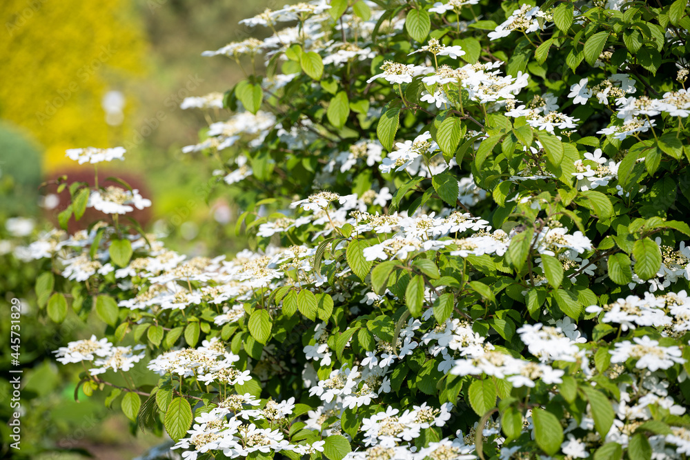 Viburnum plicatum Thunb. is an accepted name This name is the accepted ...