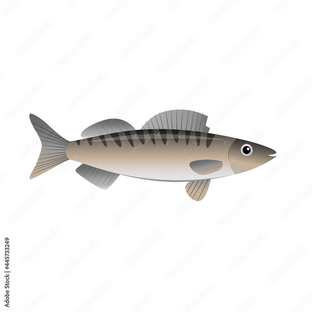 cartoon zander, flat vector illustration isolated on white background ...