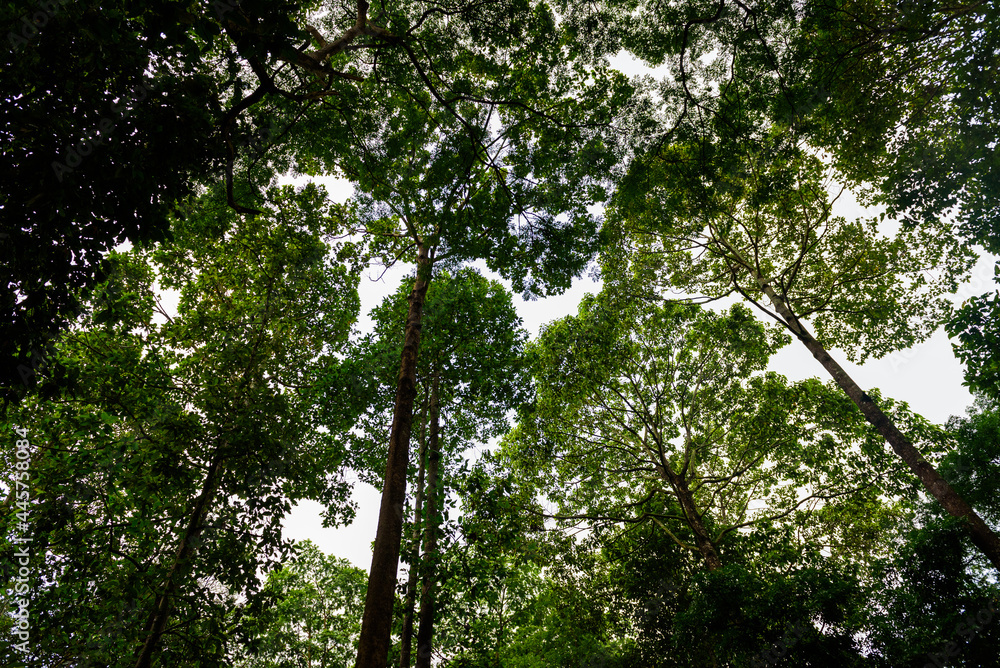 Under the big tree, Bottom view of the treetops of trees in forest show ...