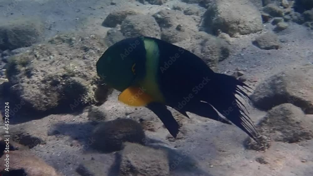 Male of broom-tail wrasse – Cheilinus lunulatus is inspecting coral ...