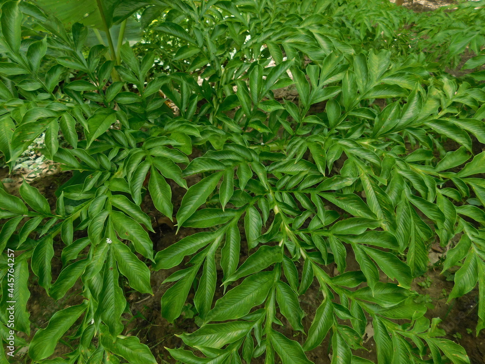 Fresh green elephant foot yam plant.Beautiful Konjac elephant foot yam ...