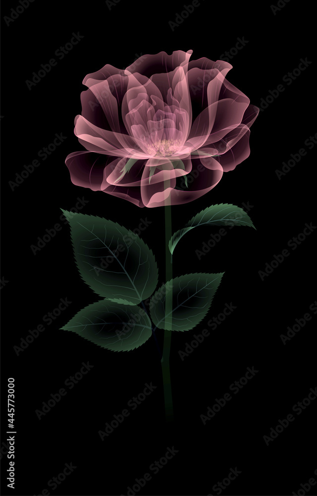 Transparent rose of soft pink color, on a black background, drawing x ...