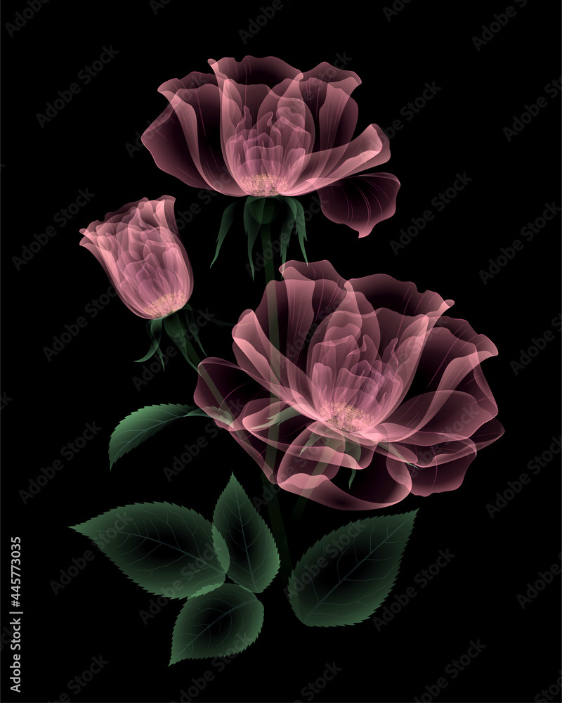 Transparent roses of soft pink color, on a black background, drawing x ...