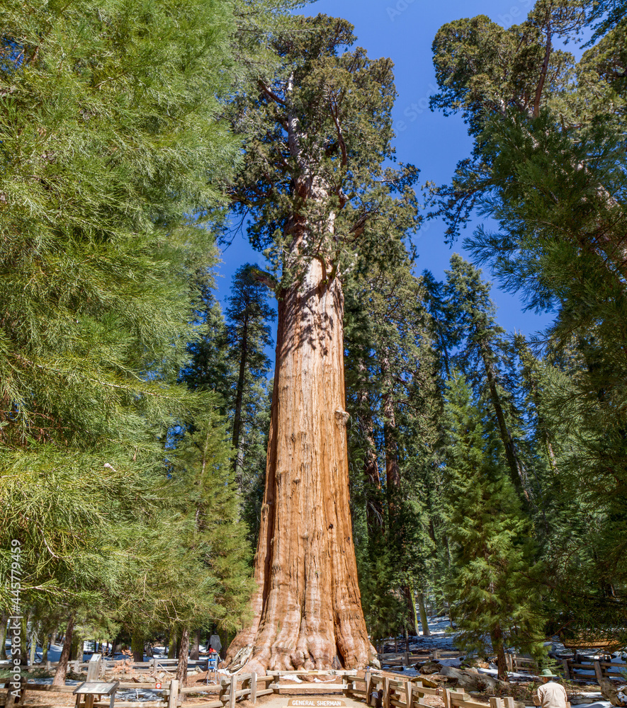 General Sherman Monarch Sequoia Tree, Worlds Largest, in Sequoia ...