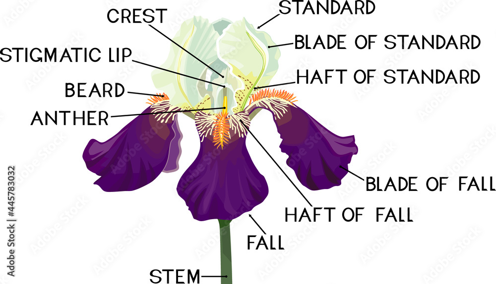 Parts of iris flower isolated on white background Stock Vector | Adobe ...