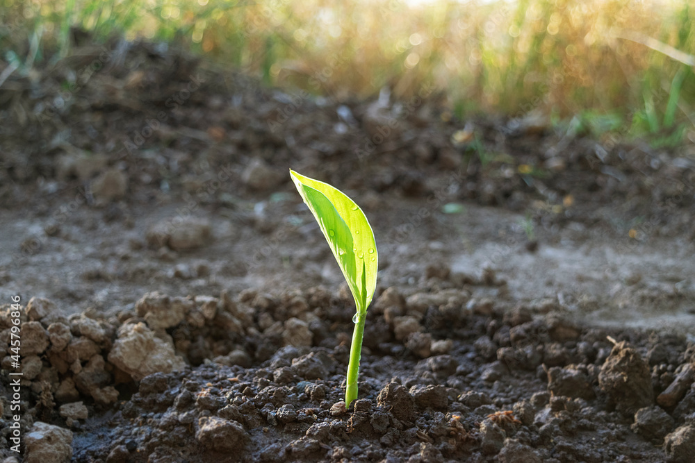 Turmeric Curcuma (Curcuma Longa) plant growing in a field for ...