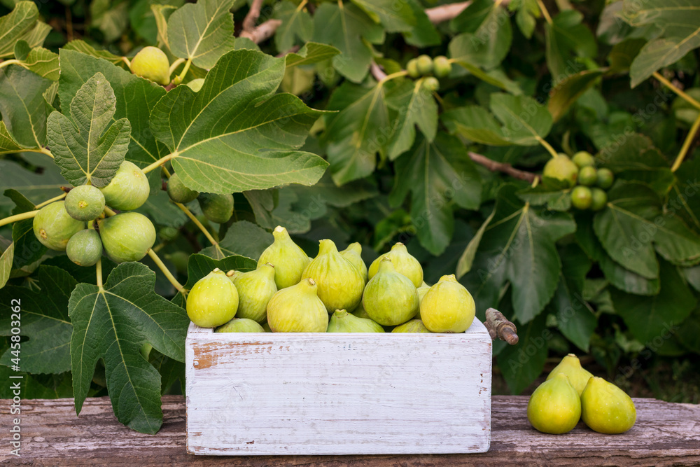Wooden box with green Figs over an old plank with a blurred Fig tree on ...