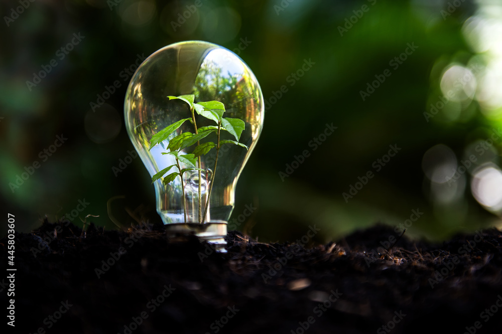 Saving energy and environment. Tree growth in light bulb for saving ...