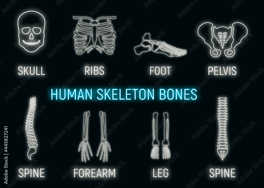 Human skeleton bone icon glow neon style, leg forearm skull, ribs part ...