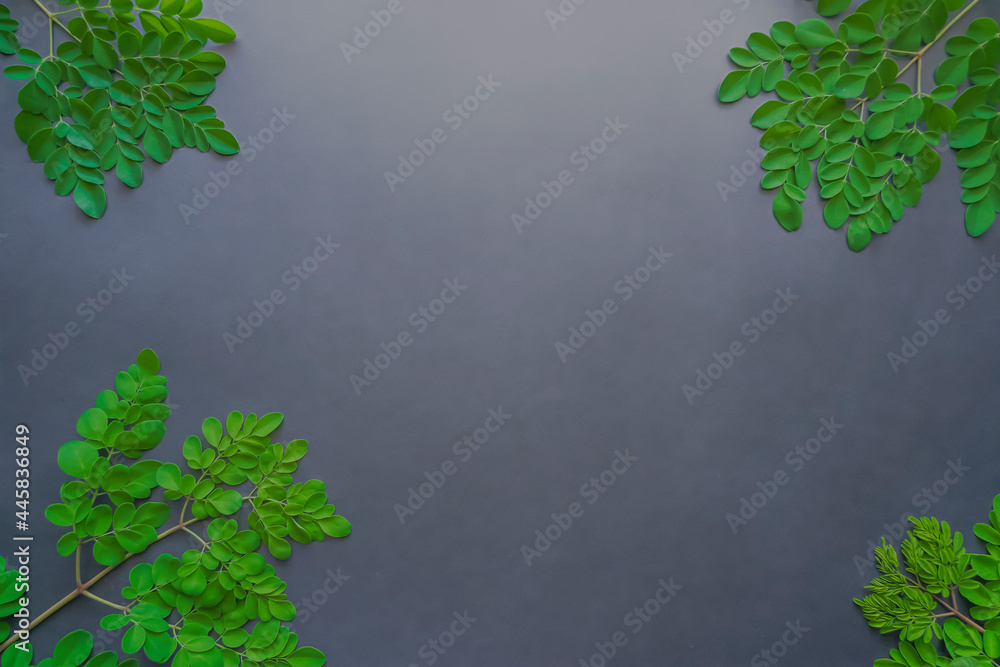 black paper background with Moringa leaves (Drumstick tree). Stock ...
