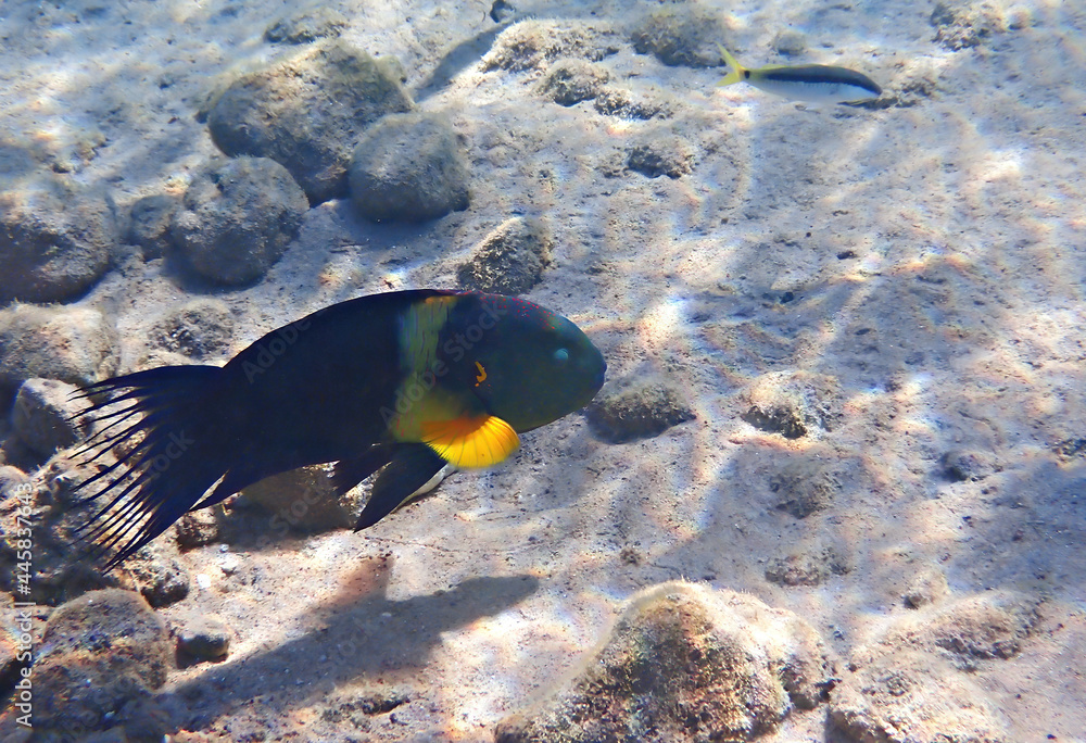 Foto de Male of broom-tail wrasse – Cheilinus lunulatus is inspecting ...