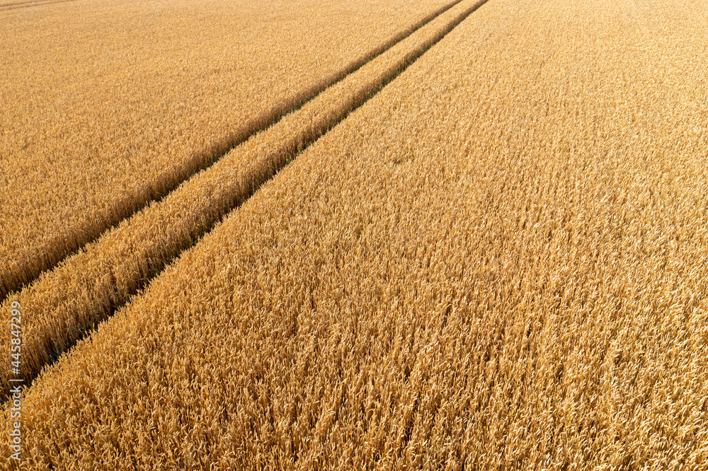 aerial top view of wheat field and tracks from tractor, agricultural ...