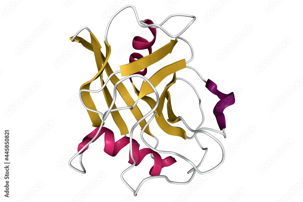 Room temperature structure of cyclophilin A (CypA), 3D cartoon model ...