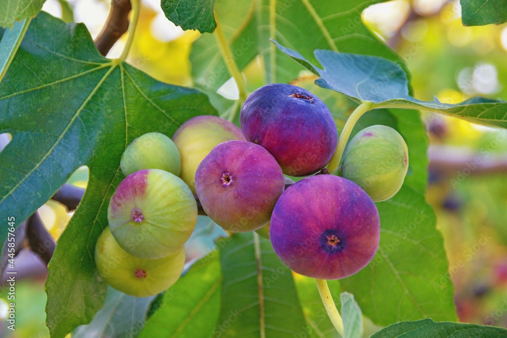 Branches of fig tree ( Ficus carica ) with leaves and fruits Stock ...