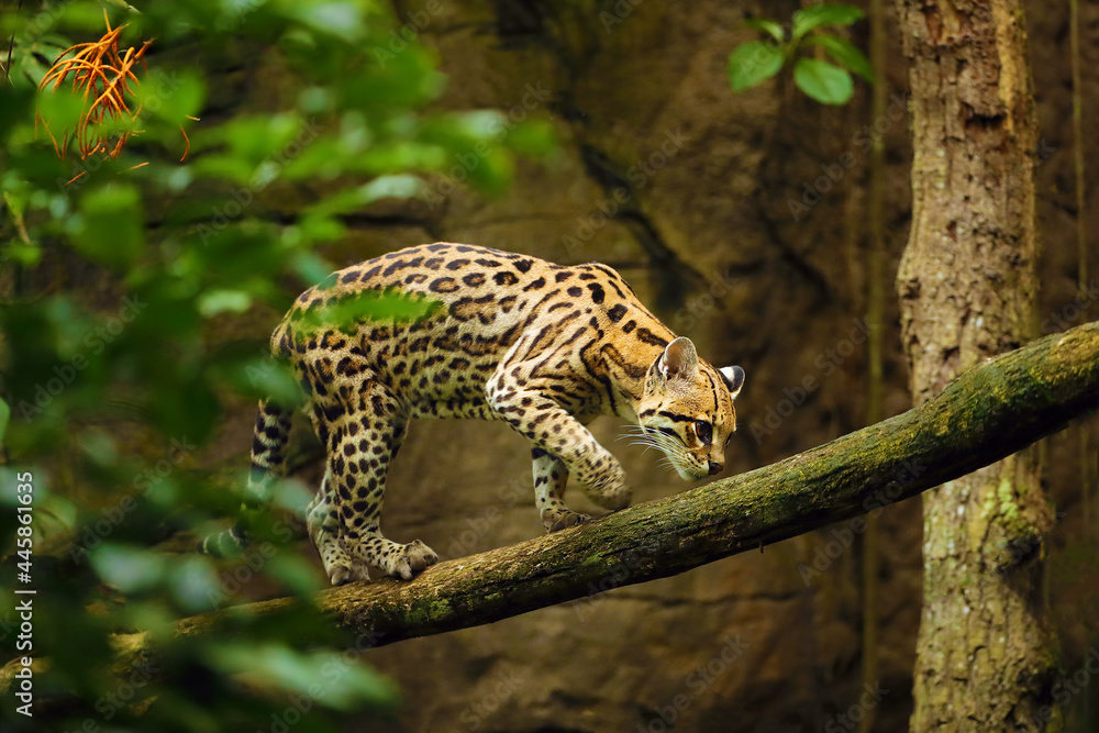 The ocelot (Leopardus pardalis) walks along a horizontal branch in a ...