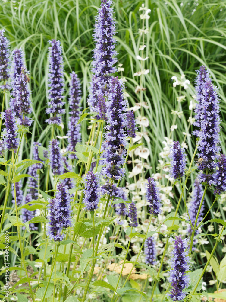 Agastache ou hysope anisée 'Blue Fortune' (Agastache rugosa) à haut ...
