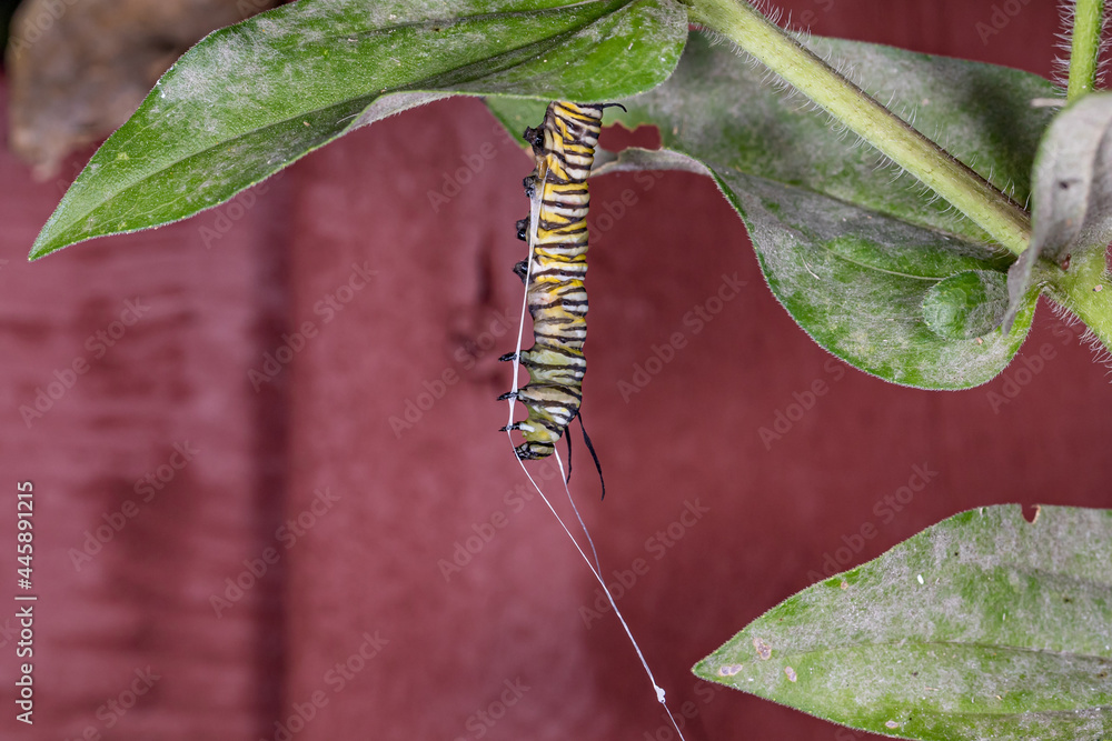 Monarch butterfly caterpillar dead from Tachinid fly parasitic ...