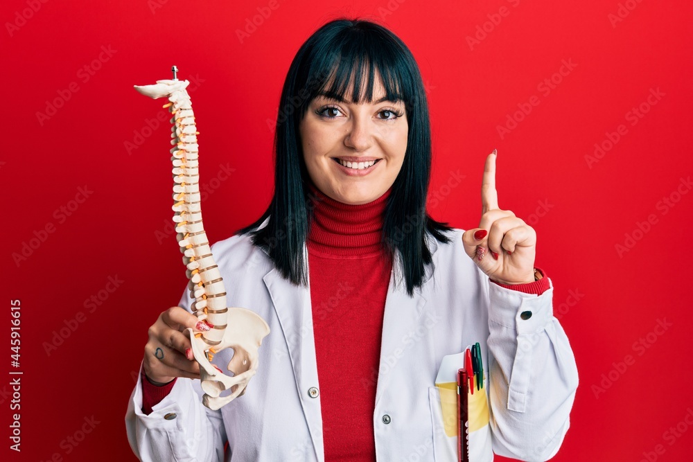 Young hispanic doctor woman holding anatomical model of spinal column ...