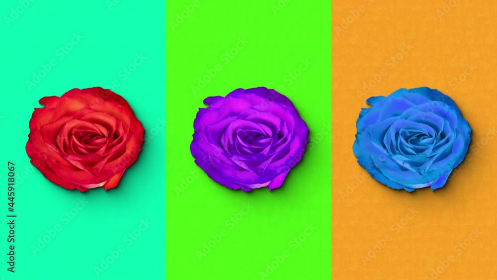 Minimal animation of multicolored rose flower heads flipping left and ...