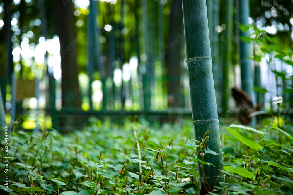 Beautiful bamboo forest at the traditional park daytime long shot Stock ...