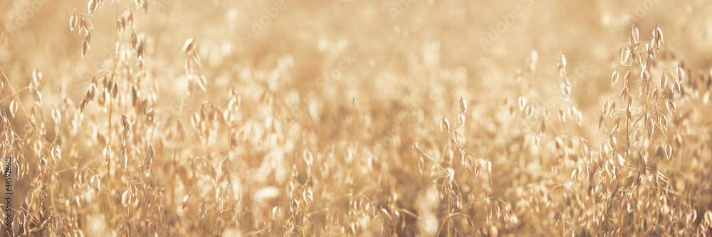 Oat florets on sunlit golden field full frame background. Summer or ...