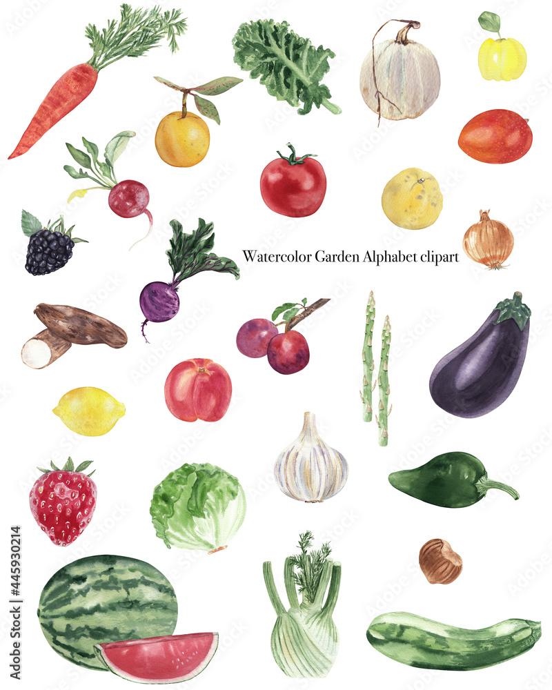 Watercolor fruits and vegetables illustrations isolated on white ...