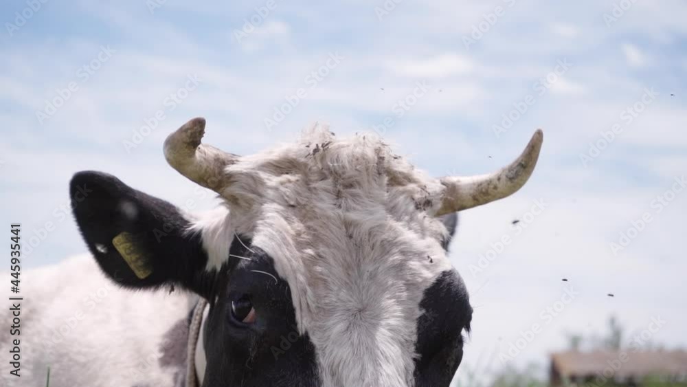 Cow Waving Its Head To Drive Flies From Itself, Slow motion. Cow Lies ...
