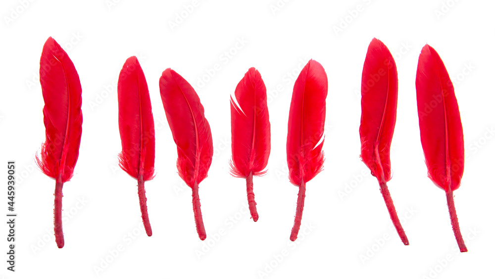Elegant red many feathers isolated on the white background Stock Photo ...