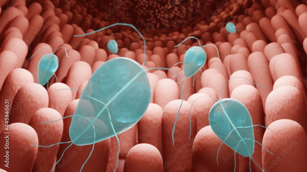 Giardia intestinalis, Parasites in human intestine Stock Illustration ...