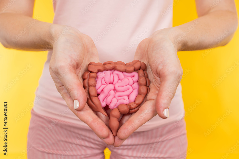 Health of the intestinal tract. Intestinal tract in hands of a woman ...