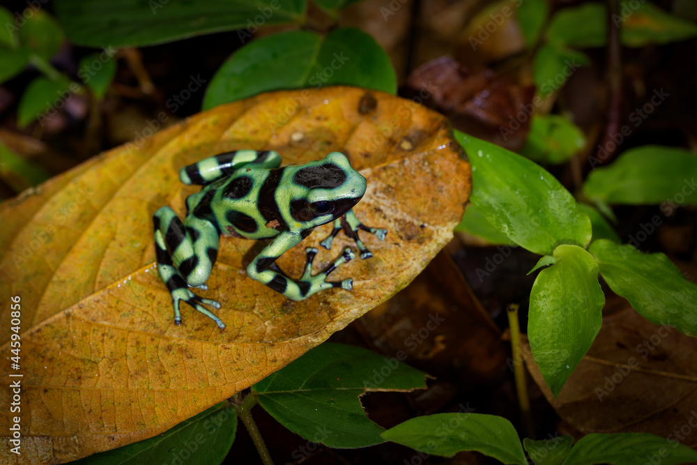 Dendrobates auratus - Green and black poison dart frog also green-and ...