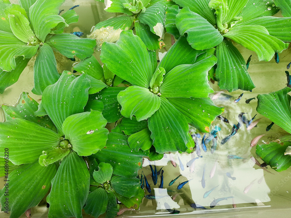 Floating green plant in the water. Aquarium plant. Green floating ...