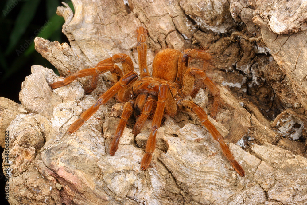 Foto de Goliath Birdeater Tarantula (Theraphosa blondi). do Stock ...