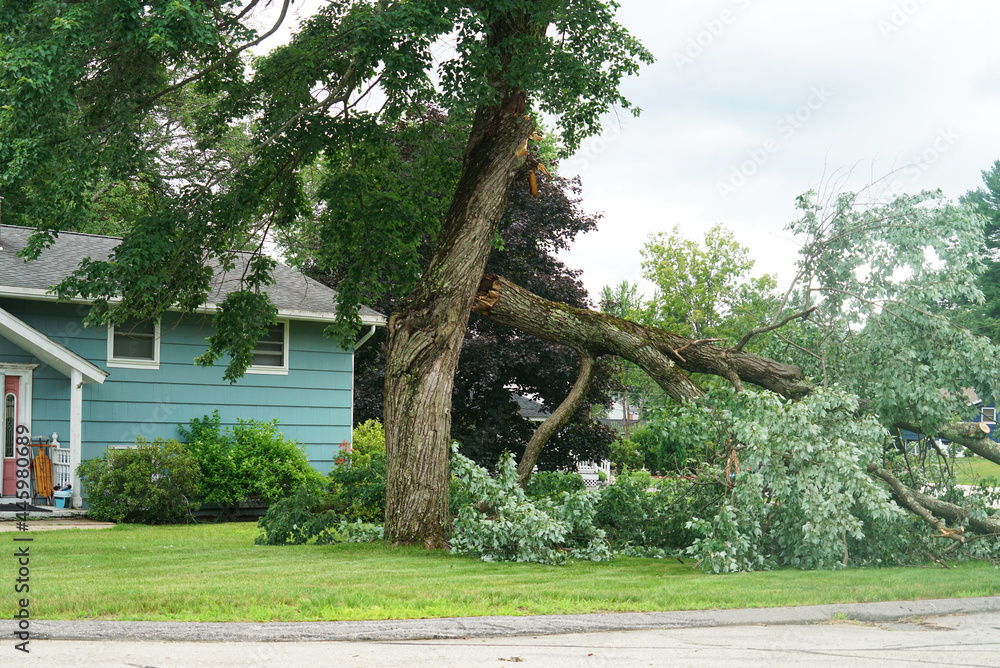fallen tree in the storm in the yard Stock Photo | Adobe Stock