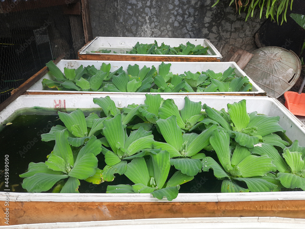Floating green plant in the water. Aquarium plant. Green floating ...