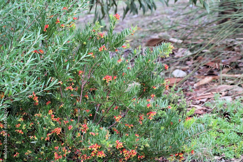Grevillea 'Bonnie Prince Charlie' (Grevillea rosmarinifolia x alpina ...