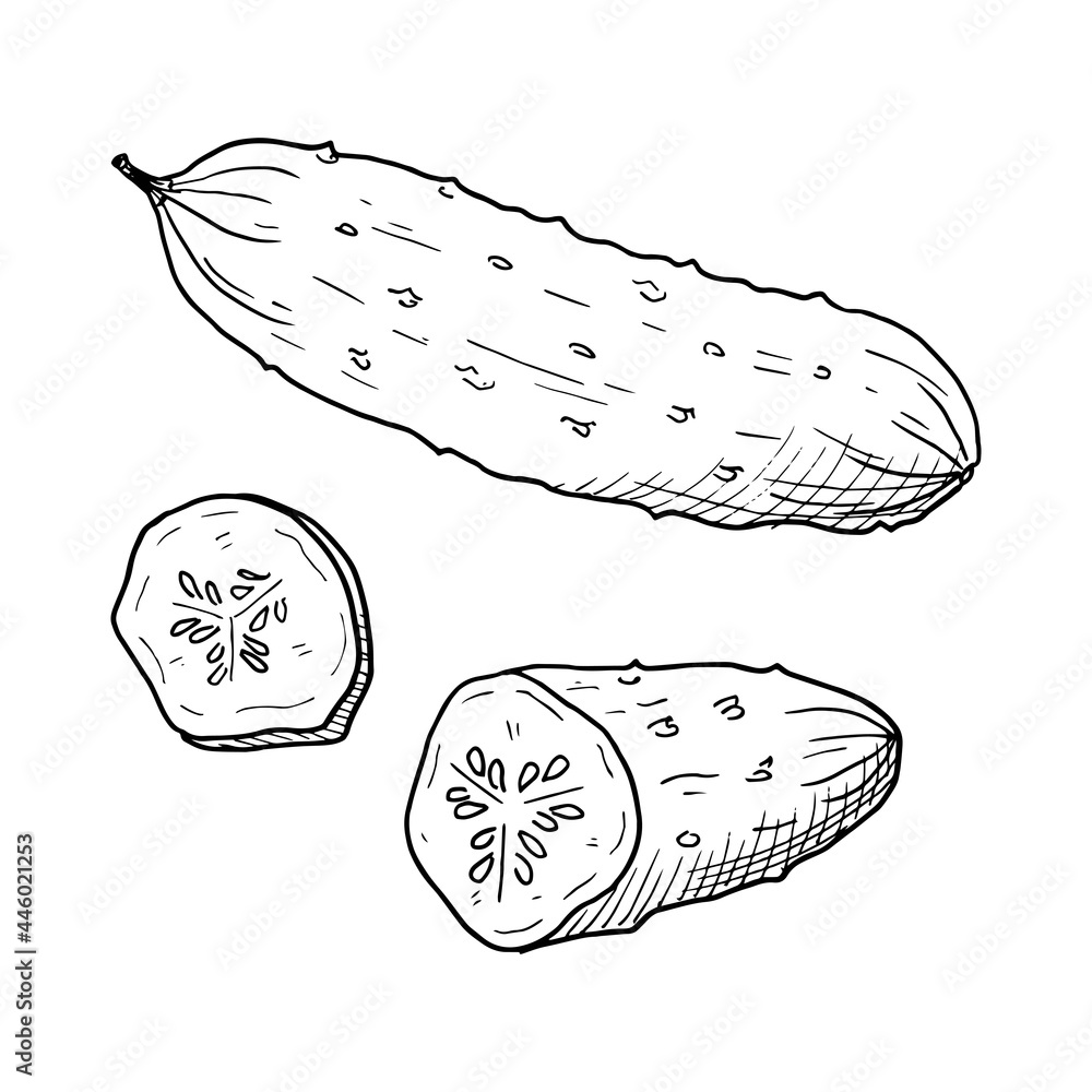 Cucumber. Hand-drawn sketch. Vector illustration isolated on white ...